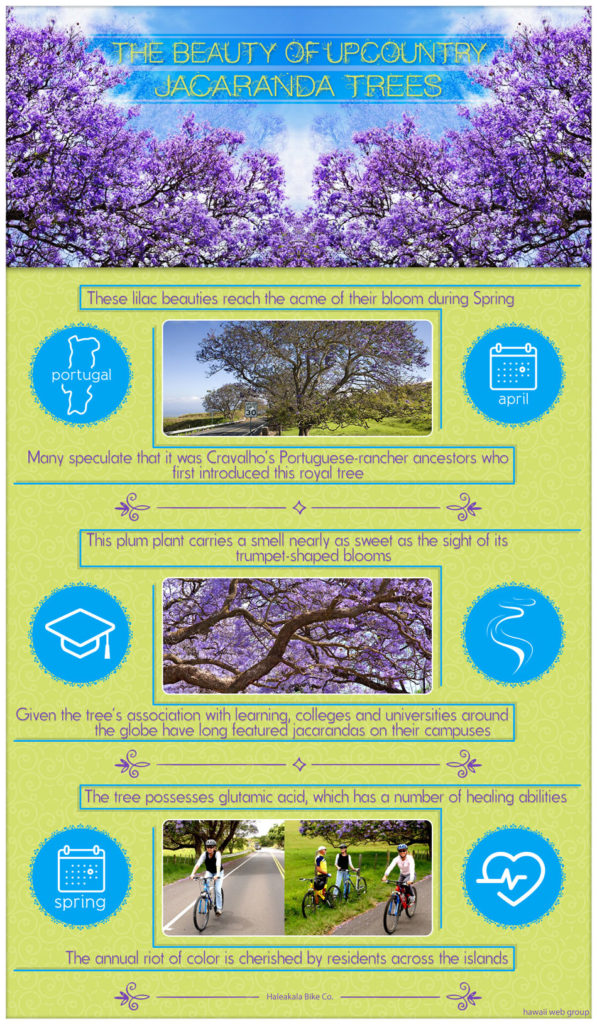 The Beauty of Jacaranda Season on Maui