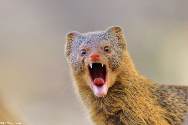 Hawaii Mongoose - Maui Animal of the Month