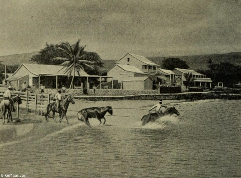 Hawaiian Paniolo: A Brief History