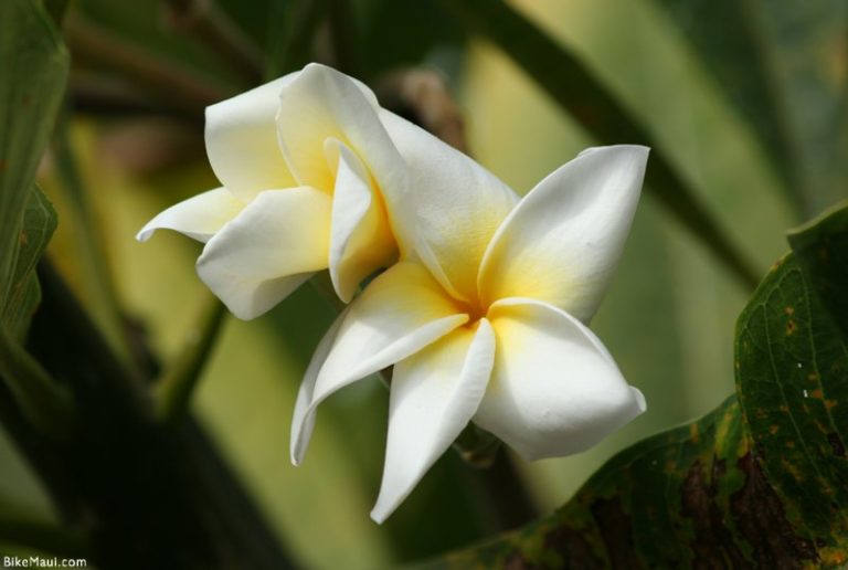 The Flowers of Hawaii - Your Flower Identification Guide on Maui