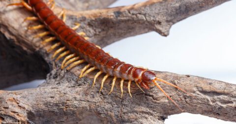 Everything You Need To Know About Centipedes In Hawaii