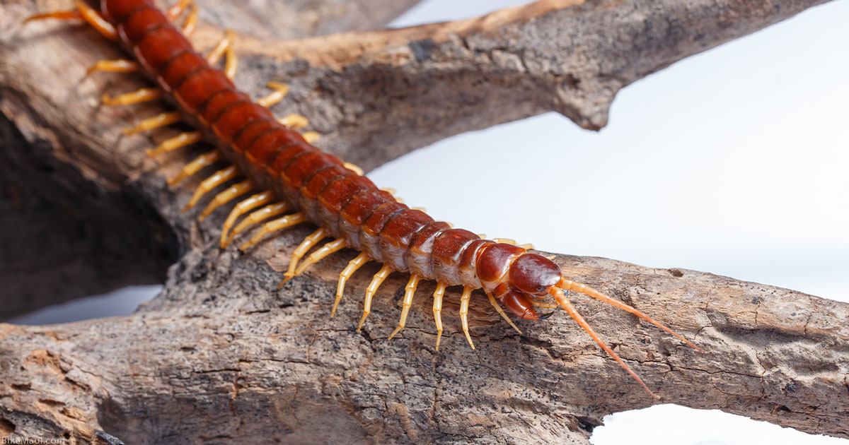 Everything You Need To Know About Centipedes In Hawaii