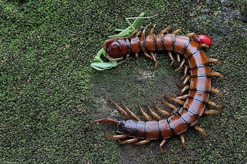 Everything You Need To Know About Centipedes In Hawaii