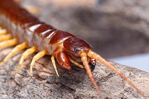Everything You Need To Know About Centipedes In Hawaii