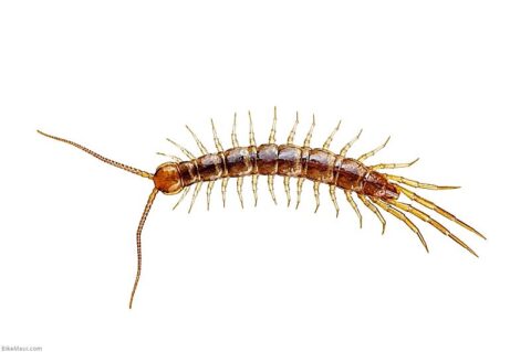 Everything You Need To Know About Centipedes In Hawaii