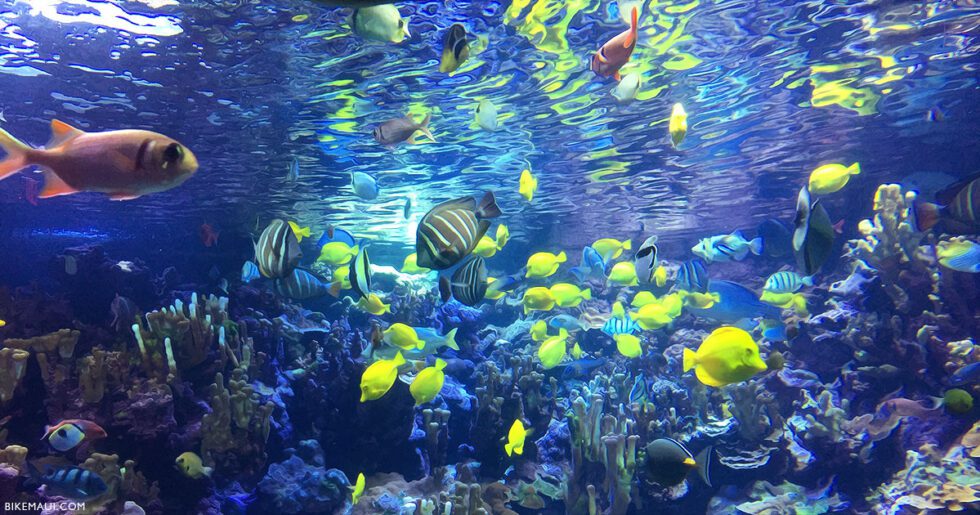 All About the Maui Ocean Center